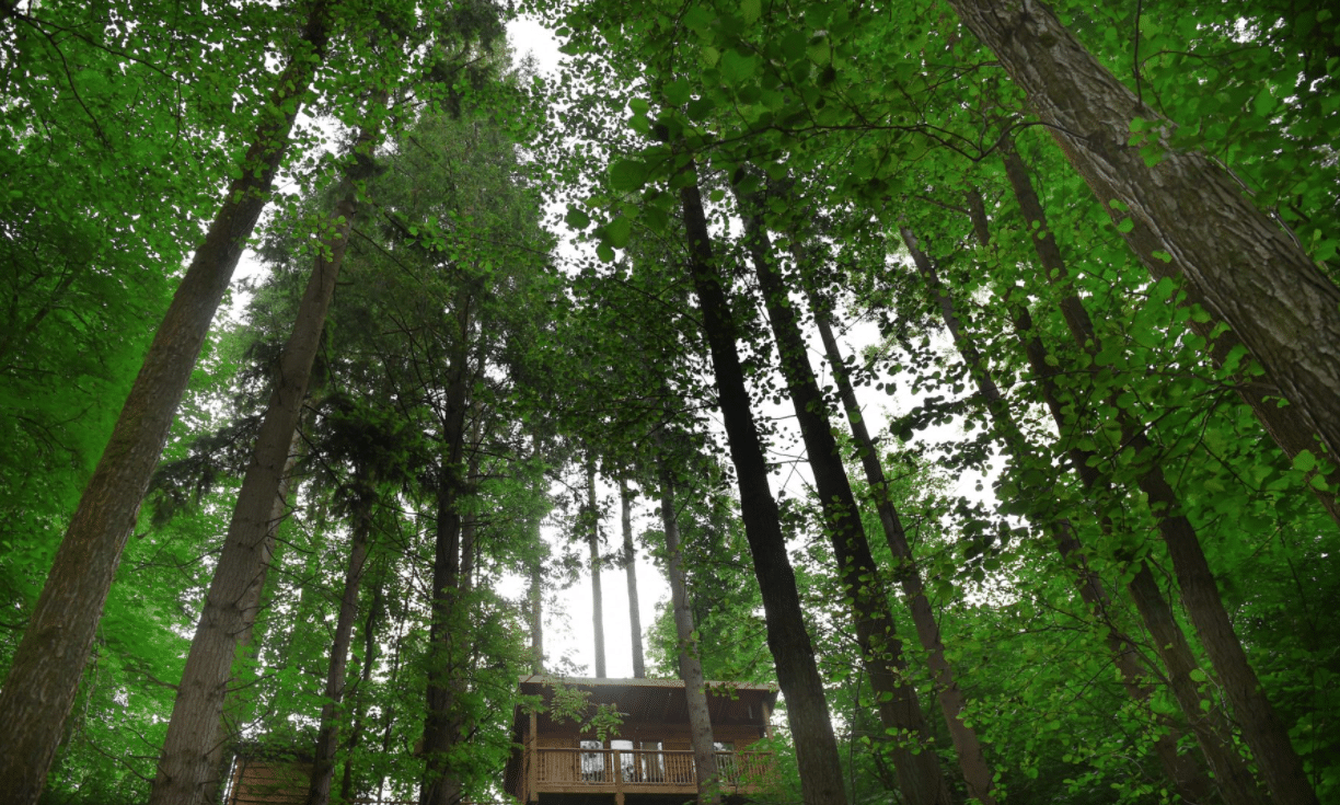 Glamping on the Herefordshire Powys Border in a treehouse at Redwood